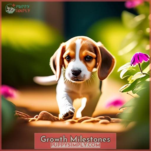 How Big Do Beagles Get? Size Guide & Growth Chart Insights