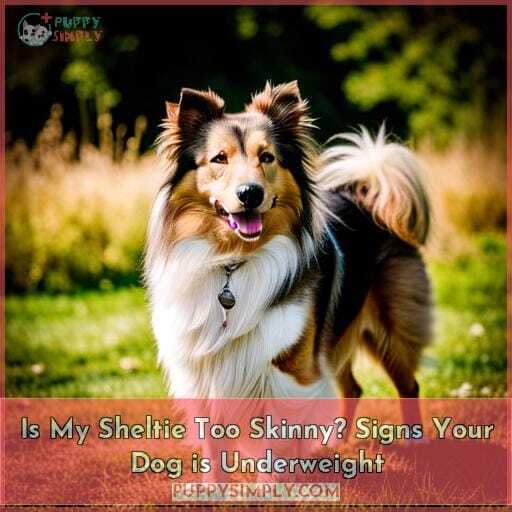 Is My Sheltie Too Skinny? Signs Your Dog is Underweight