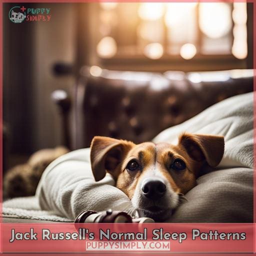 Jack Russells and Sleep: Is It Normal for Them to Snooze So Much?