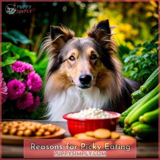 Why Shelties Can be Fussy Eaters and How to Handle Picky Sheltie Pups