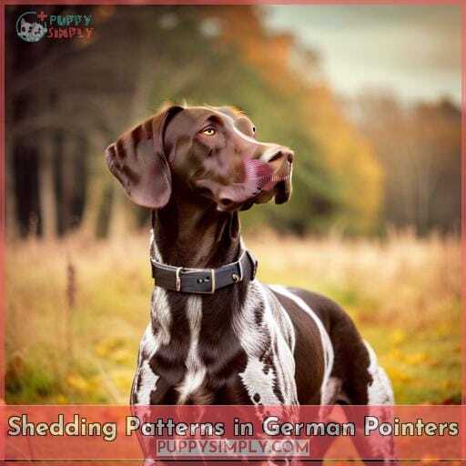 Do Pointers Shed? How to Manage Excessive Shedding in Pointers
