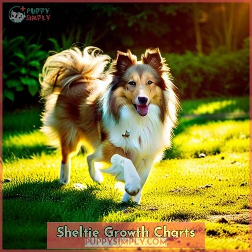 Is My Sheltie Too Skinny? Signs Your Dog is Underweight
