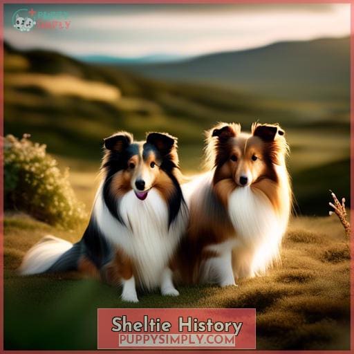 Do Shelties Like to Cuddle? Their History and Temperament Say Yes