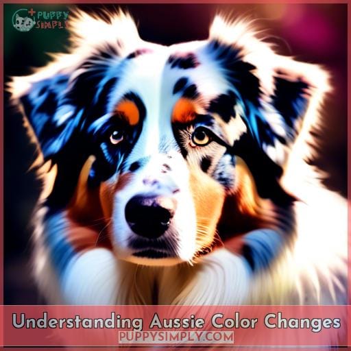 Australian Shepherds Color Change Guide: From Puppies to Adults