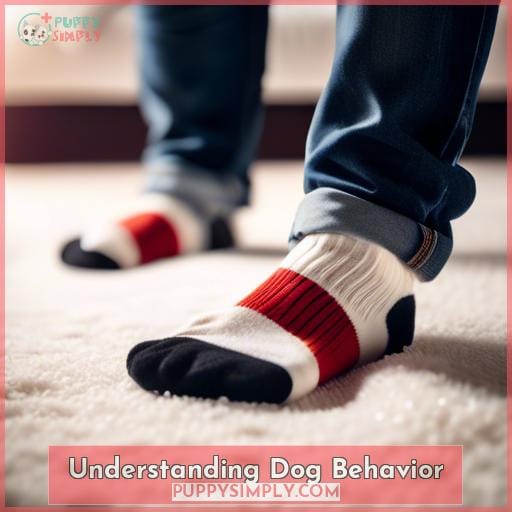 How to Buy Socks for Dogs: Paw Protection & Behavior Tips