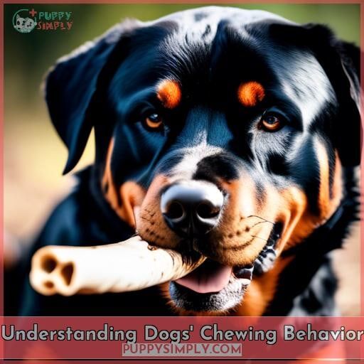 Rottweilers Chewing Bones: Safe or Dangerous?