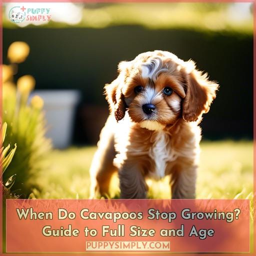 When Do Cavapoos Stop Growing? Guide to Full Size and Age