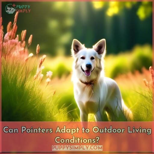Can Pointers Adapt to Outdoor Living Conditions?