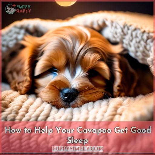 Uncover Cavapoo Puppies' Sleep Secrets: How Long and How Well