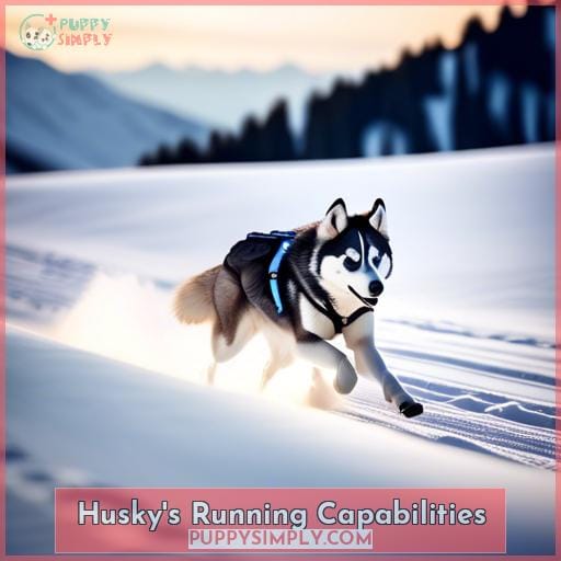 Can Huskies Run Long Distances? Unleashing Their Stamina!