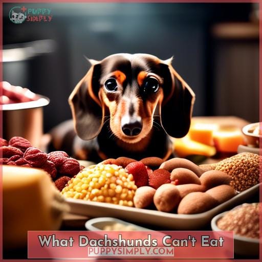 Dachshunds' Diet Decoded: A Comprehensive Guide to Safe and Harmful Foods