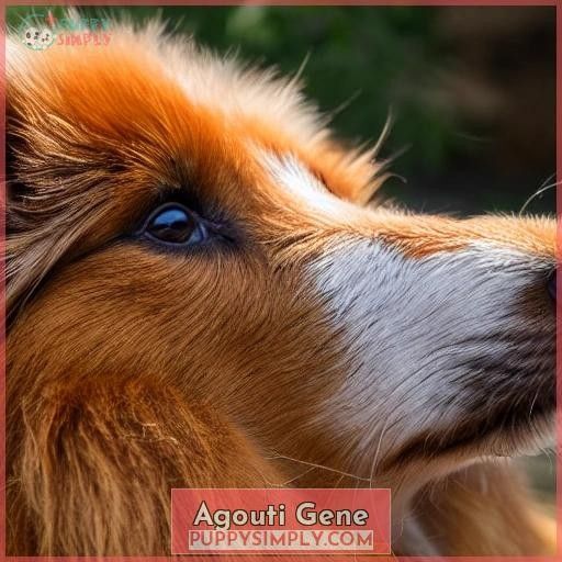 Do Shelties Change Colors? Shetland Sheepdogs Coat Color Genetics Explored