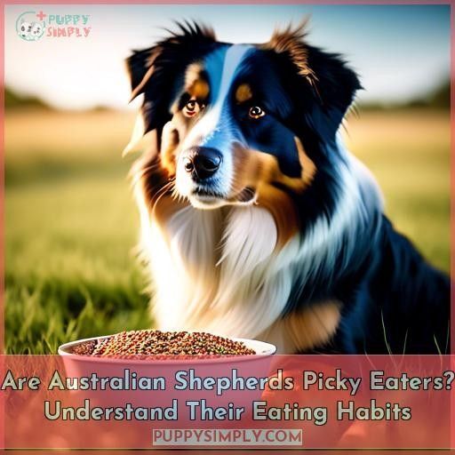 Are Australian Shepherds Picky Eaters? Understand Their Eating Habits