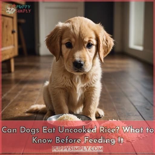 Can Dogs Eat Uncooked Rice? What to Know Before Feeding It
