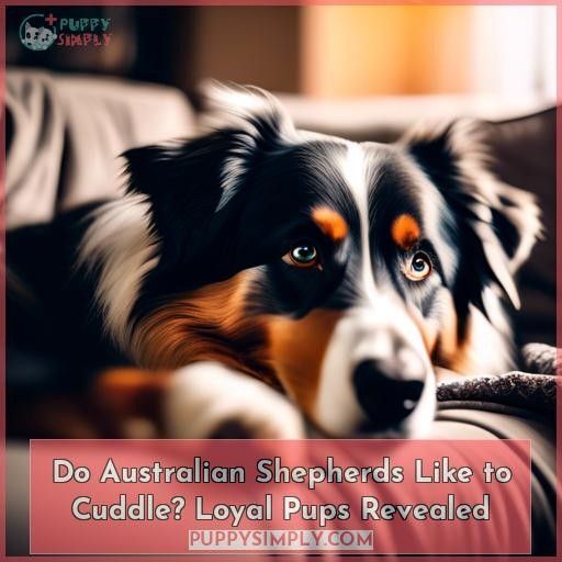 Do Australian Shepherds Like to Cuddle? Loyal Pups Revealed