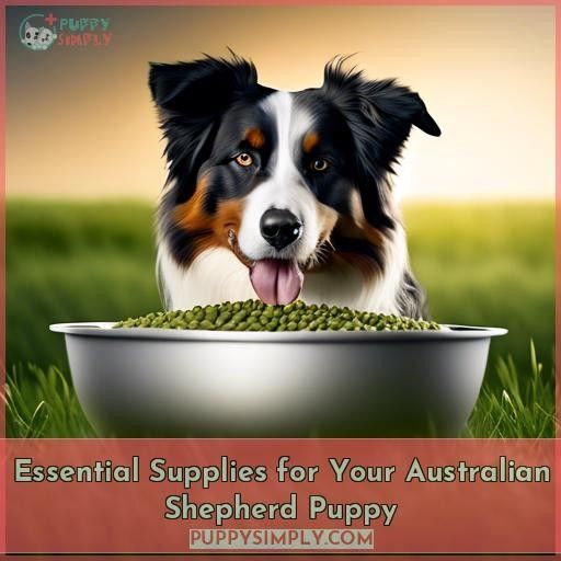 6 Must-Have Products for Your Australian Shepherd in 2024