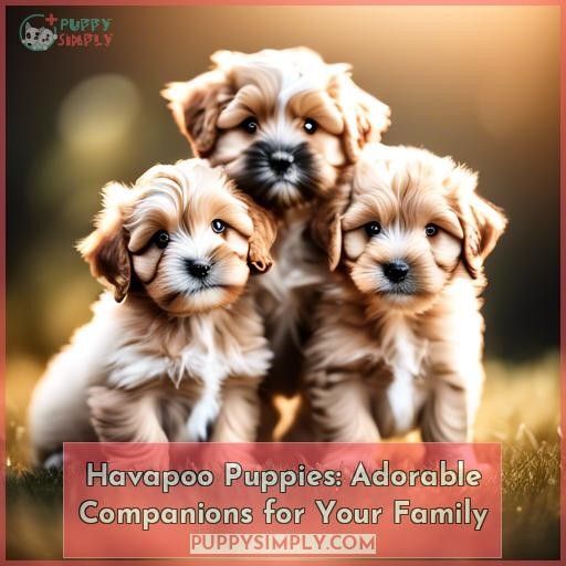 Havapoo Puppies: Adorable Companions for Your Family