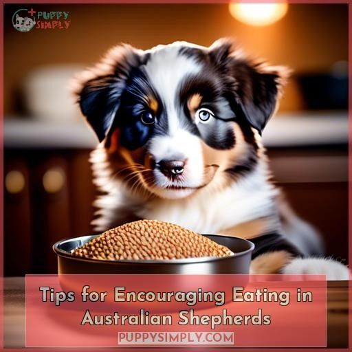 Are Australian Shepherds Picky Eaters? Understand Their Eating Habits