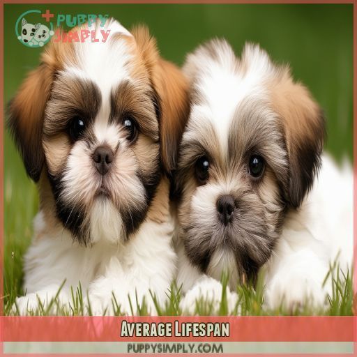 The Surprising Lifespan of Shih Tzus: What to Expect