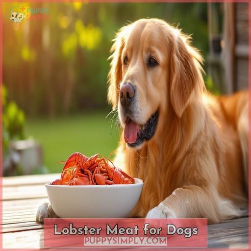 Can Dogs Eat Lobster Meat? A Comprehensive Guide to Safe Seafood Treats