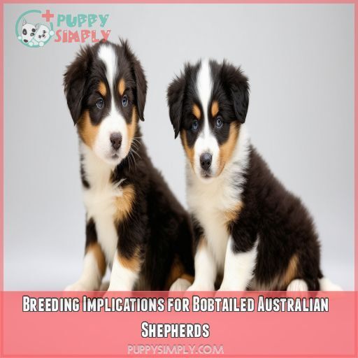 Australian Shepherd Tails: Natural Bobtails, Docking Debate & More