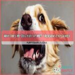 Why Does My Dog Huff at Me? 7 Reasons Explained