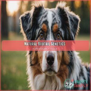 Natural Bob Tail Australian Shepherd: the Surprising Truth Revealed