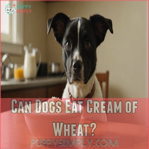 Can Dogs Eat Cream of Wheat? The Surprising Truth From Vets
