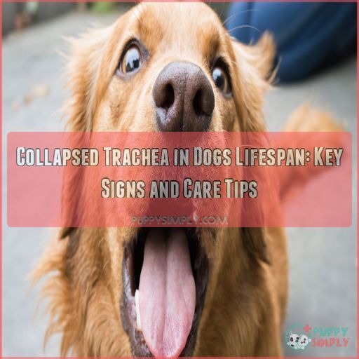 Collapsed Trachea in Dogs Lifespan: Key Signs and Care Tips