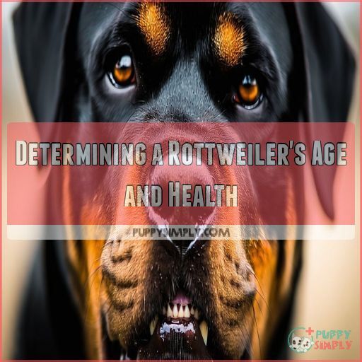 Rottweiler Lifespan: The Truth About How Long Your Gentle Giant Will Live