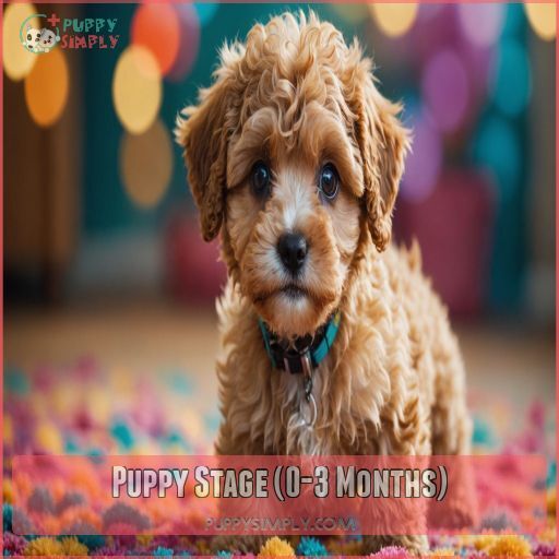 How Long Do Maltipoos Live? Life Expectancy & Care Guide (2024)