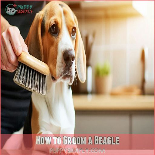 How to Groom Your Beagle: 10 Expert Tips for a Happy, Healthy Pup
