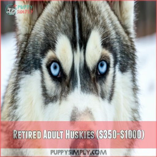 How Much is a Husky? Cost Guide for Buying & Caring (2024 Update)
