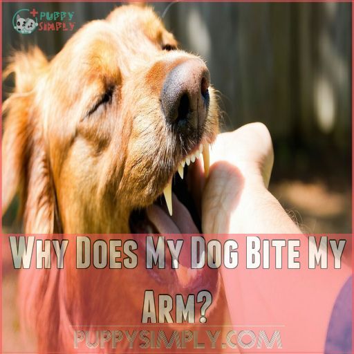 Dog Biting Arms: Why It Happens & How to Stop It for Good