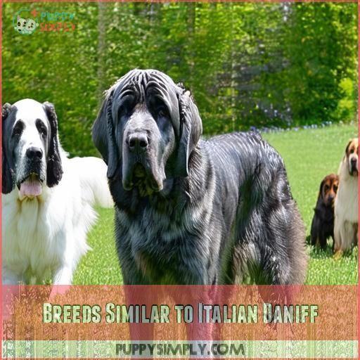 Italian Daniff: Giant Guardian Dog Breed - Size, Care & Temperament Guide