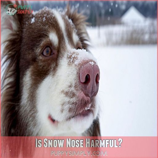 Dogs With Pink Noses: Breeds, Snow Nose, and Care Tips Explained