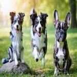 Dogs Born Without Tails: Natural Bobtail Breeds You’ll Love