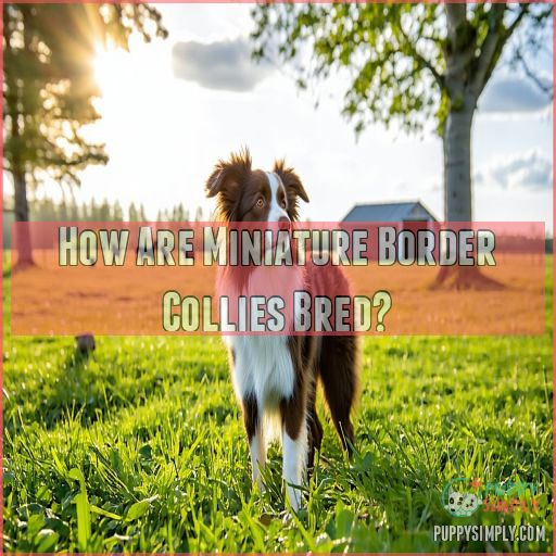 Mini Border Collie Guide: Size, Personality, Care, and Health Tips