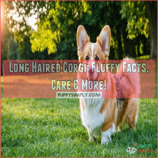 Long Haired Corgi: Fluffy Facts, Care & More!