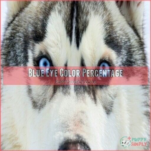 Husky Eye Color: Everything You Need