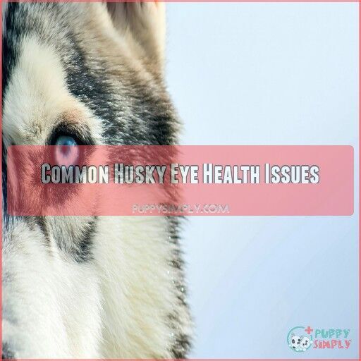 Husky Eye Color: Everything You Need