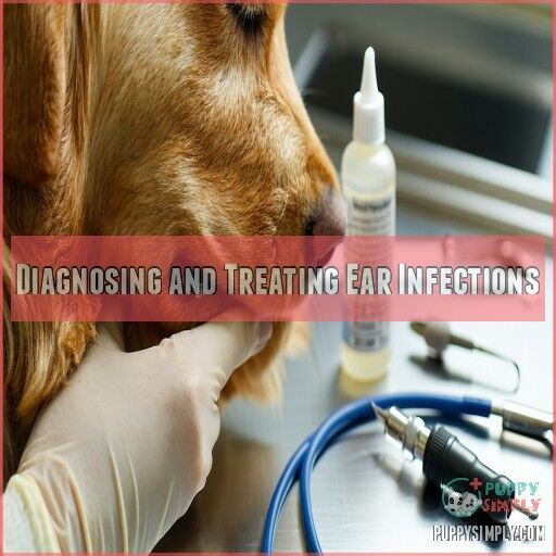 Dog Ear Wax Colors: What Different Colors Mean (+ Warning Signs to ...