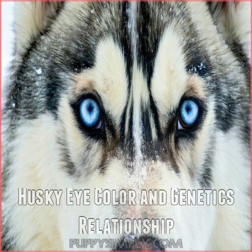 Husky Eye Color: Everything You Need