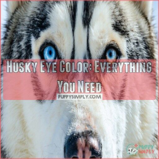 Husky Eye Color: Everything You Need