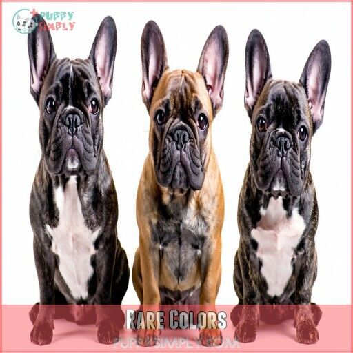 French Bulldog Colors: Complete Guide to Common, Rare & Prices