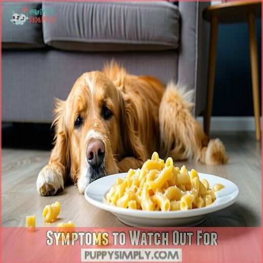 Can Dog Eat Macaroni and Cheese? The Surprising Truth Behind This ...