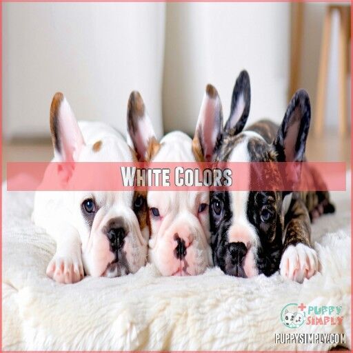 French Bulldog Colors: Complete Guide to Common, Rare & Prices