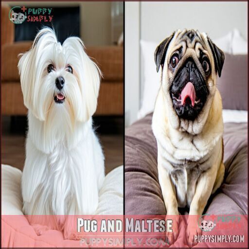 Toy Dog Breeds: 10 Tiny Pups That Will Steal Your Heart in 2025