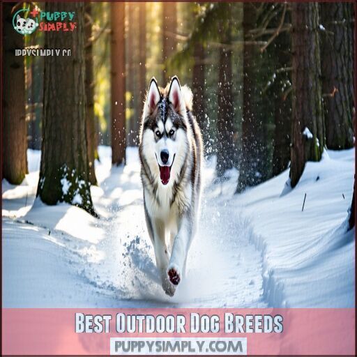 Best Outdoor Dogs: 10 Weather-Tough Breeds That Thrive in Nature