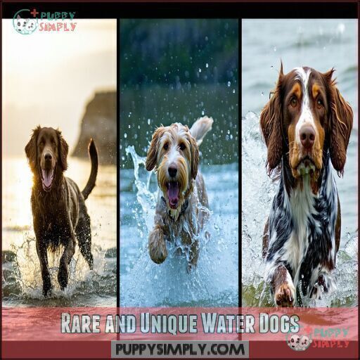 Best Boat Dogs: Top Breeds Perfect for Life on Water